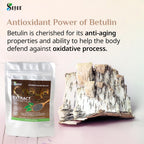 chaga extract for wellness boost