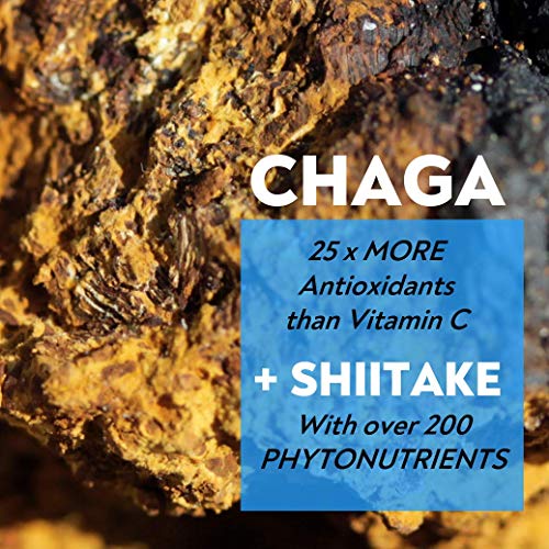 Chaga mushroom antioxidant properties