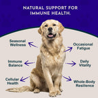 chaga mushroom antioxidant properties