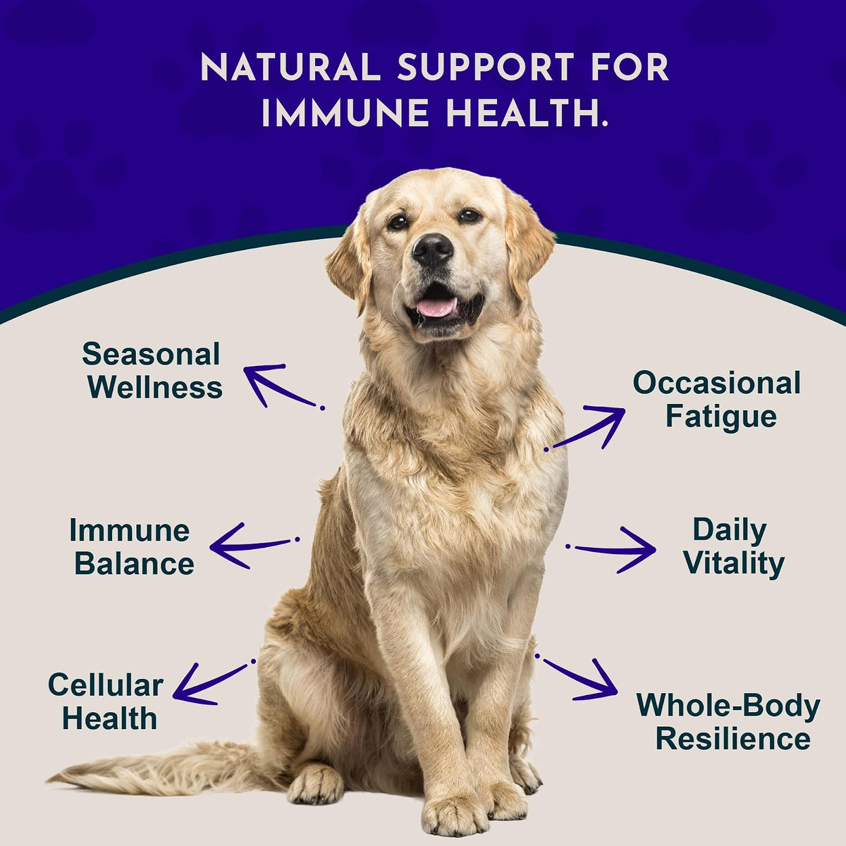 chaga mushroom antioxidant properties
