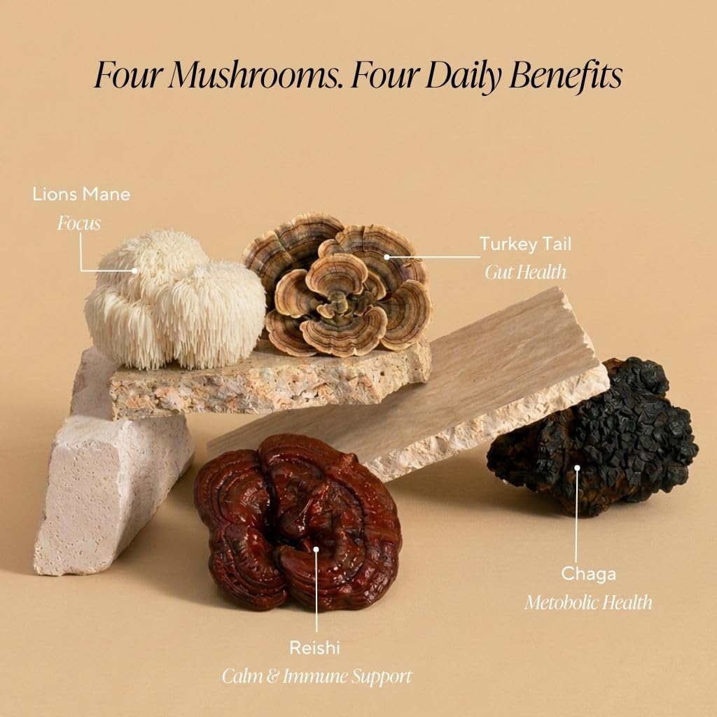 chaga mushroom cocoa mix
