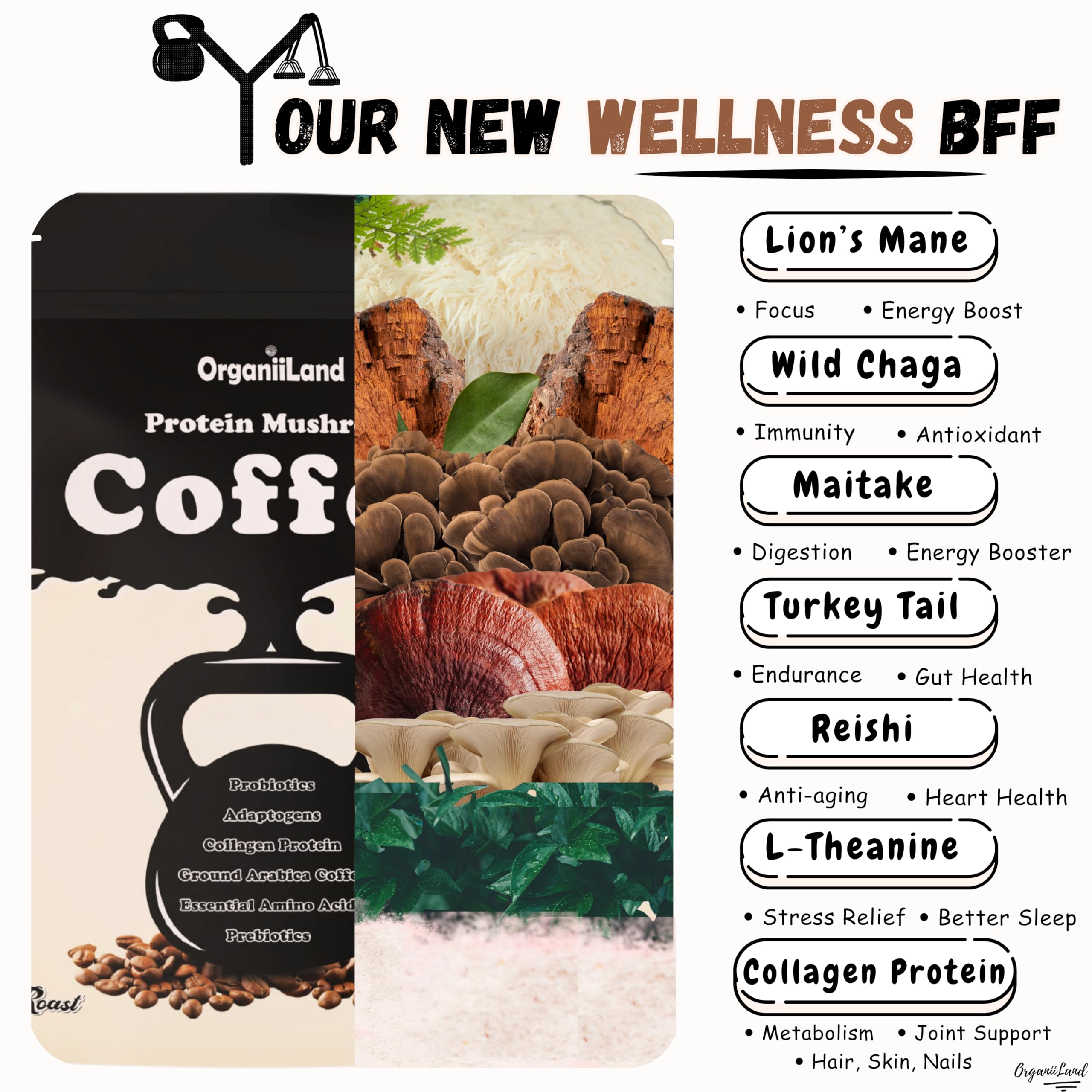 Chaga mushroom coffee health benefits