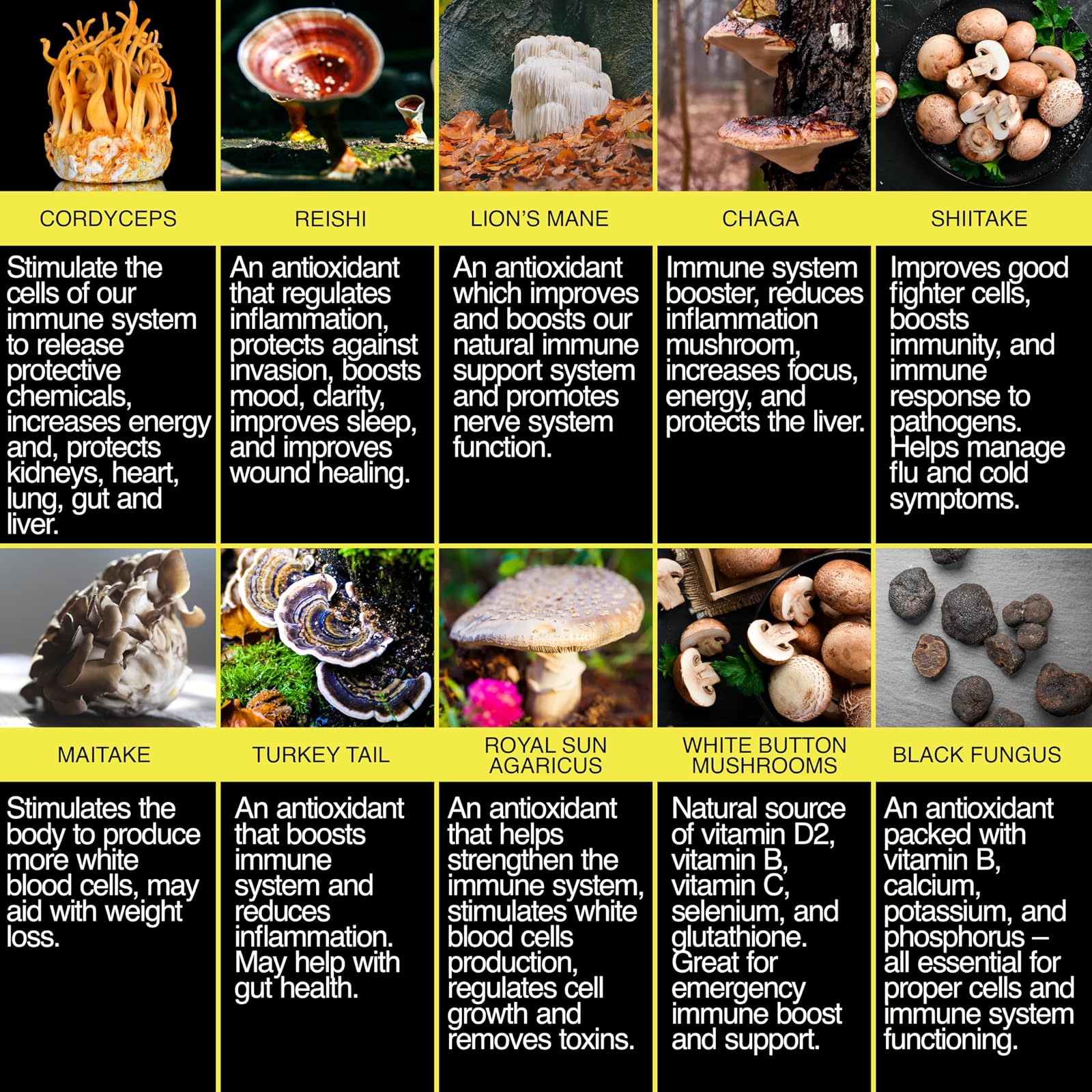 chaga mushroom for immune support