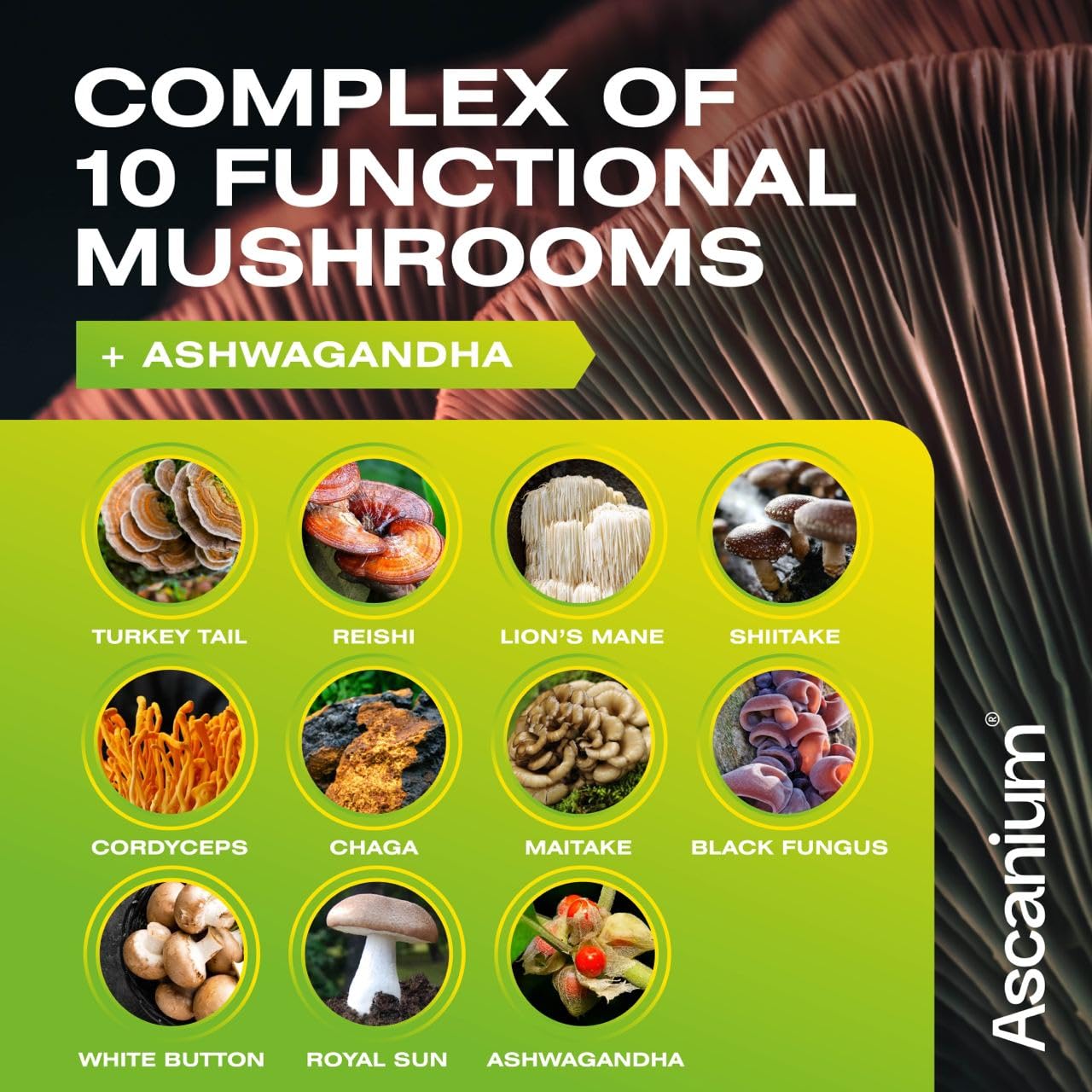 Chaga mushroom gummies for wellness