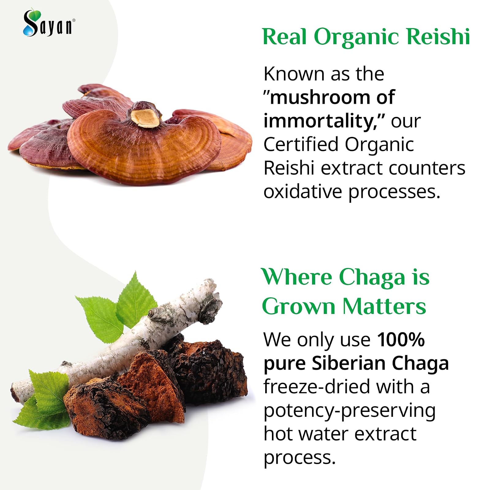 Chaga mushroom health benefits
