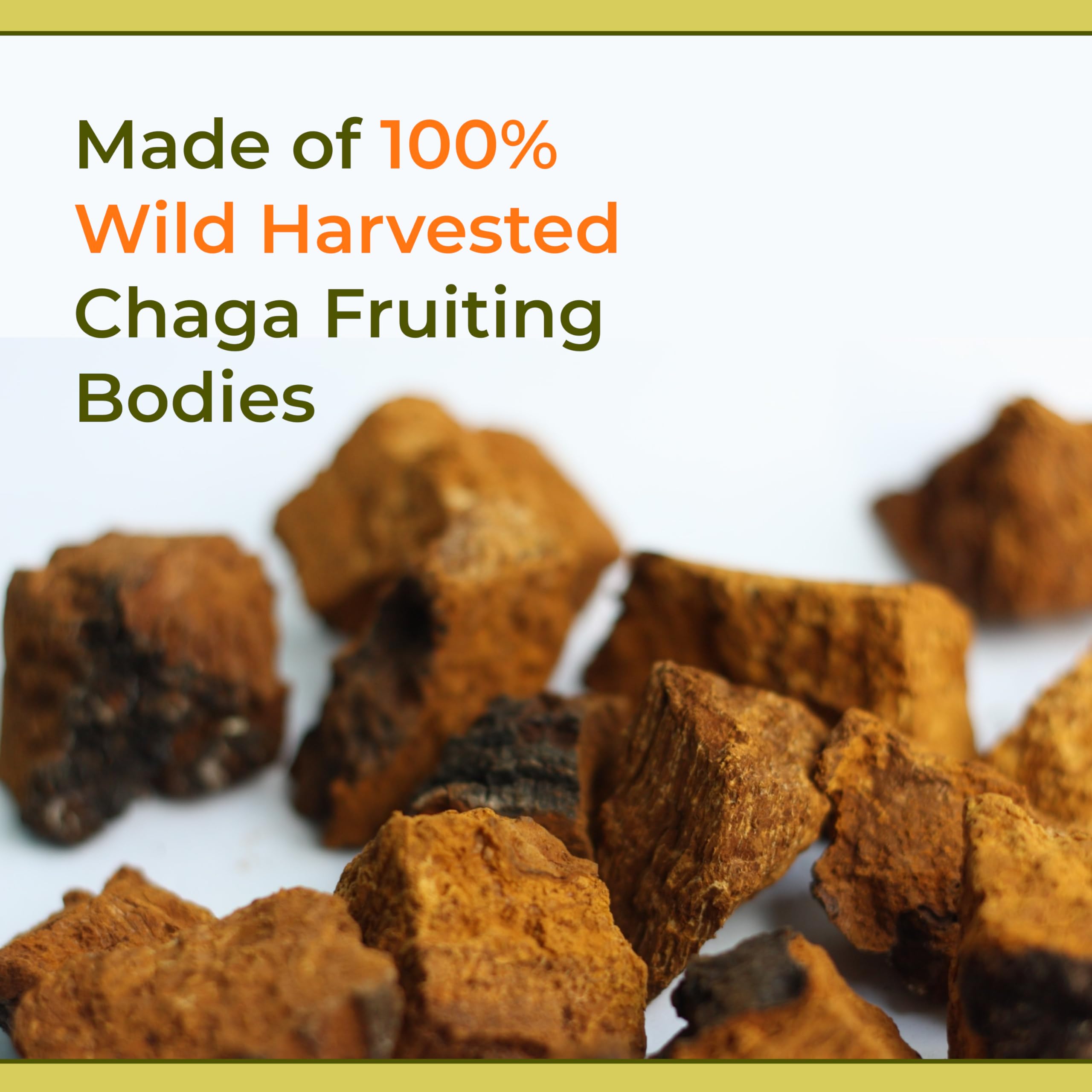 Chaga mushroom liquid for immune defense