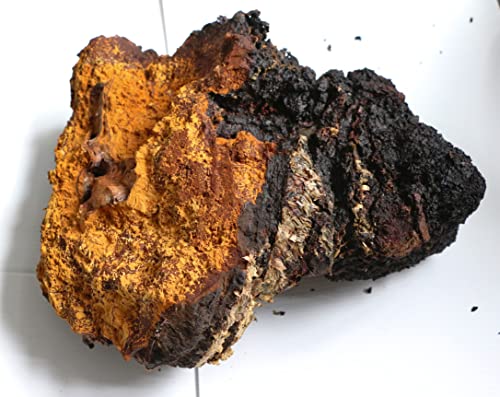 chaga mushroom powder for detox