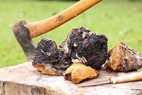 chaga mushroom powder for healthy lifestyle