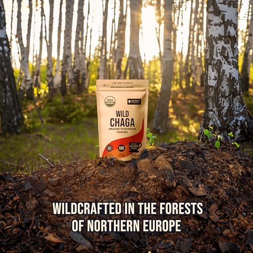 chaga mushroom powder for herbal remedies