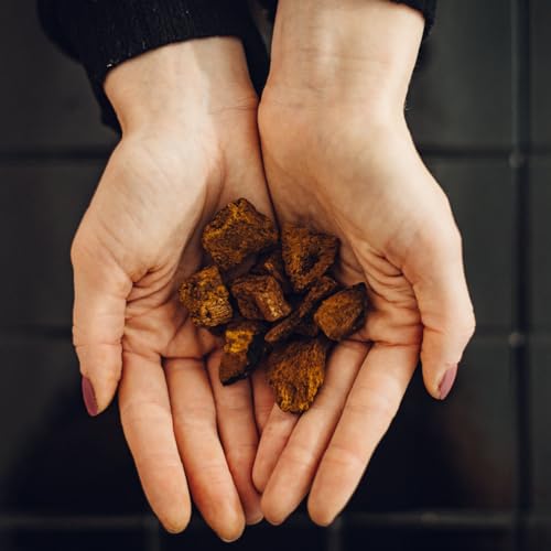chaga mushrooms for herbal remedies
