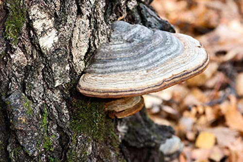 chaga mushrooms for herbal supplements