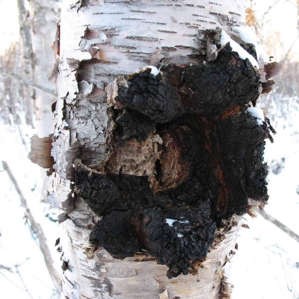 Chaga mushrooms for holistic health