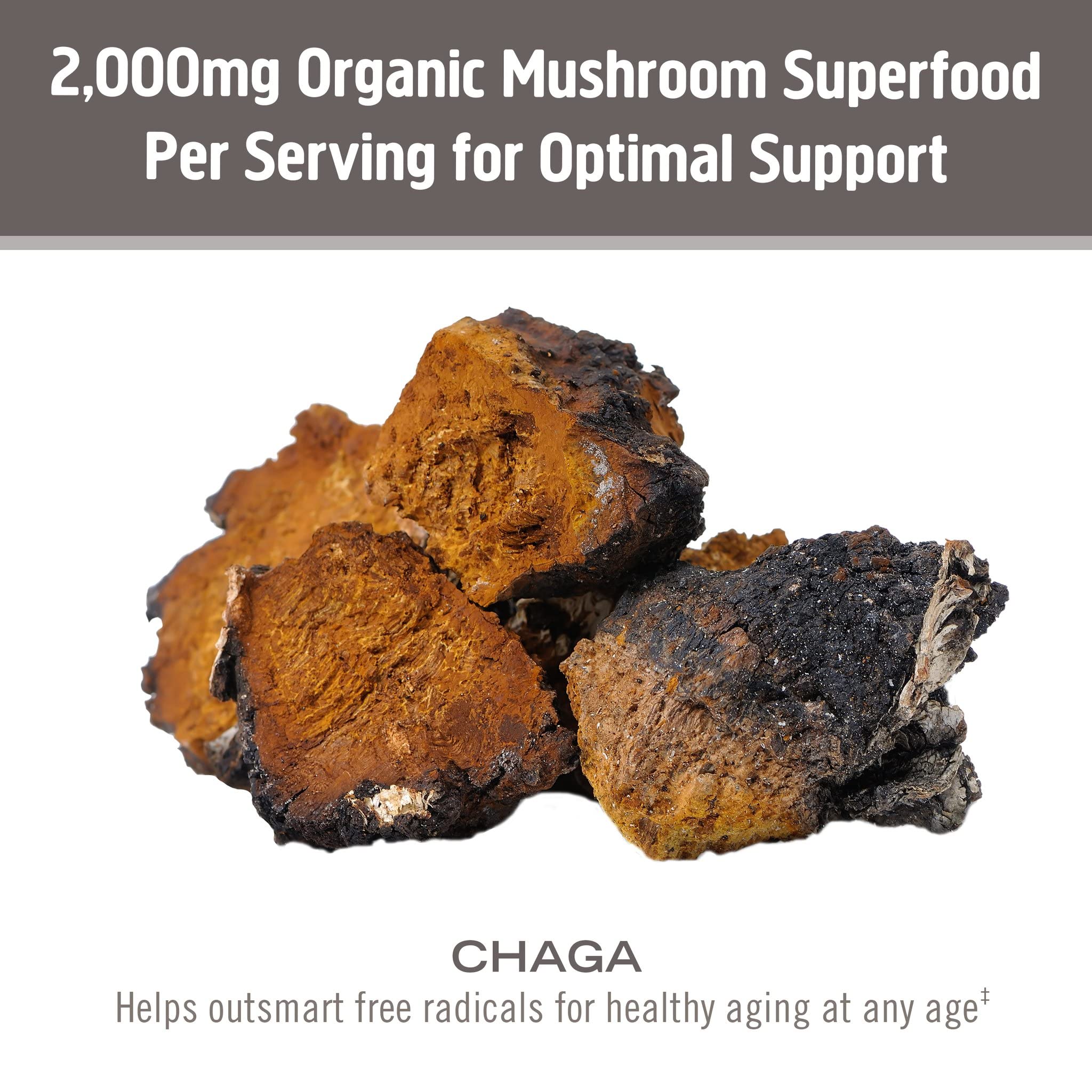 chaga mushrooms for holistic health