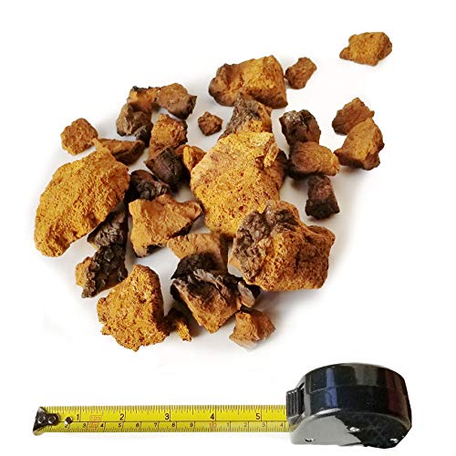 chaga mushrooms for immune support