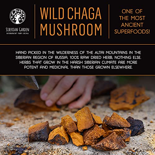 chaga mushrooms for immune support