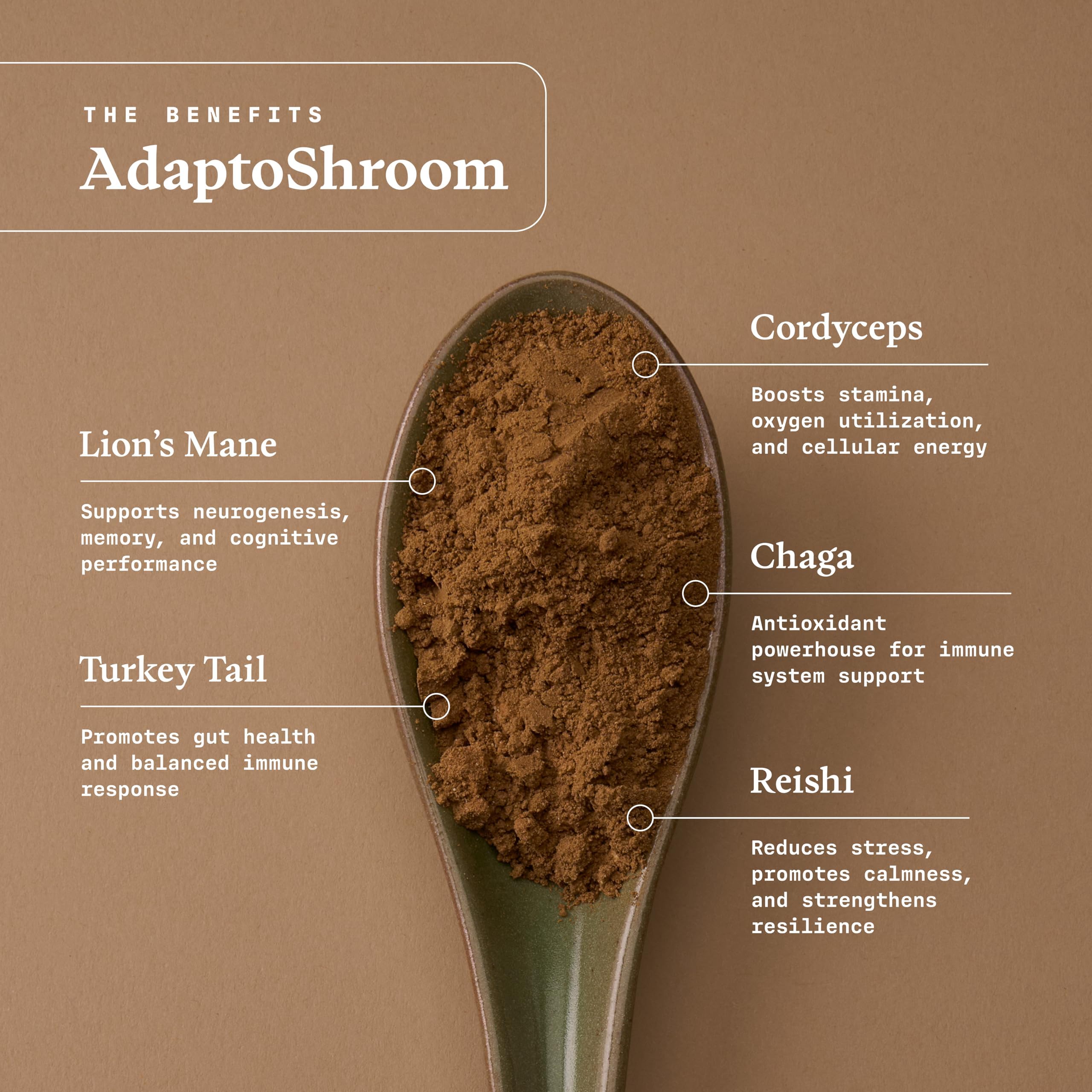 Chaga mushrooms for immune support