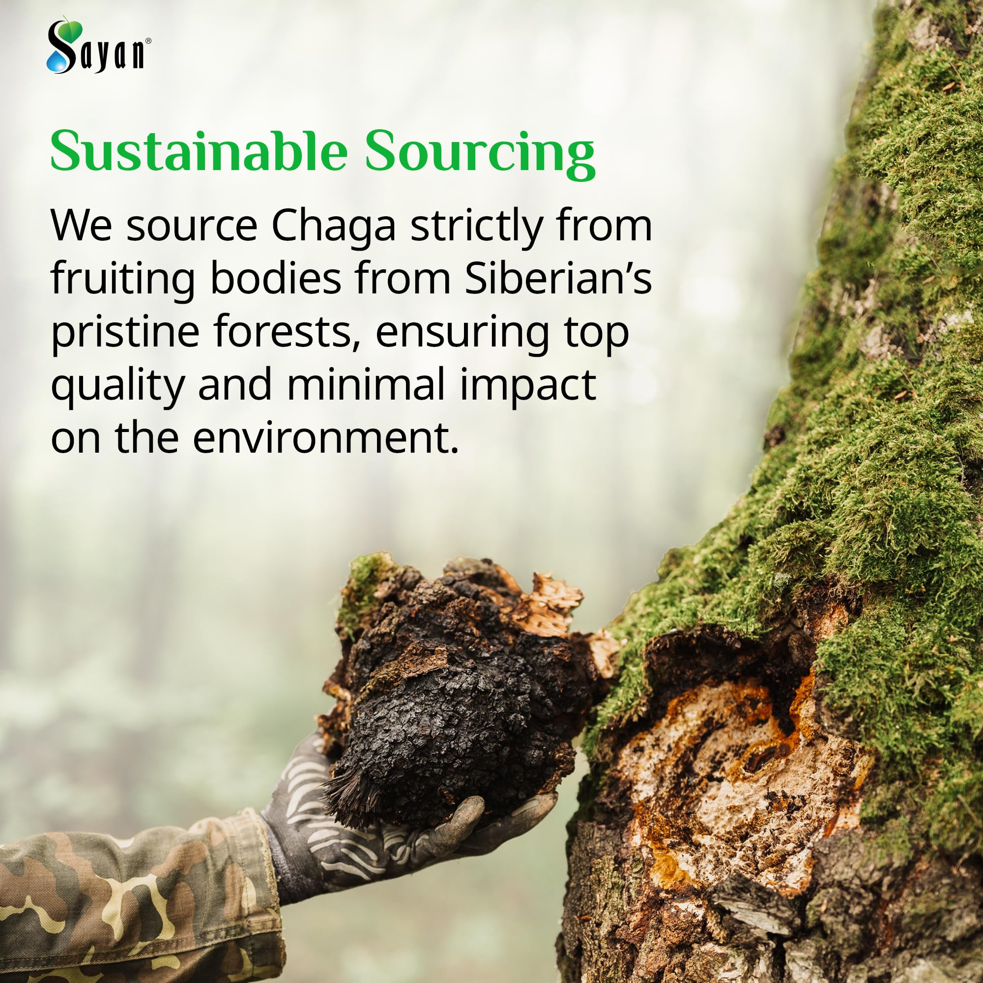 Chaga mushrooms for natural wellness