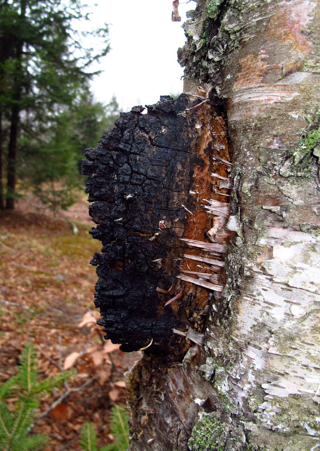 Chaga mushrooms for nutritional support