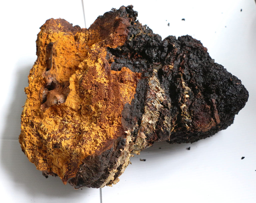 chaga mushrooms for stress relief