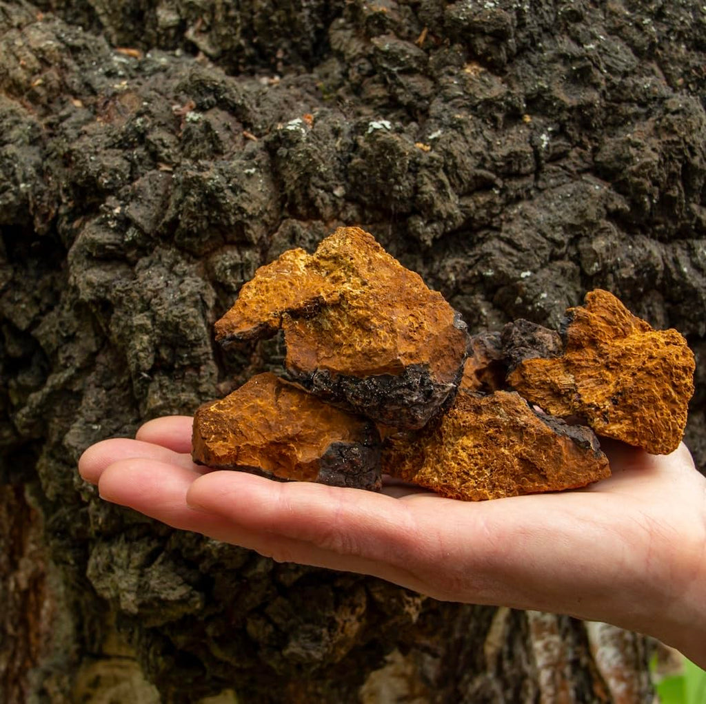 Chaga mushrooms for vitality and health