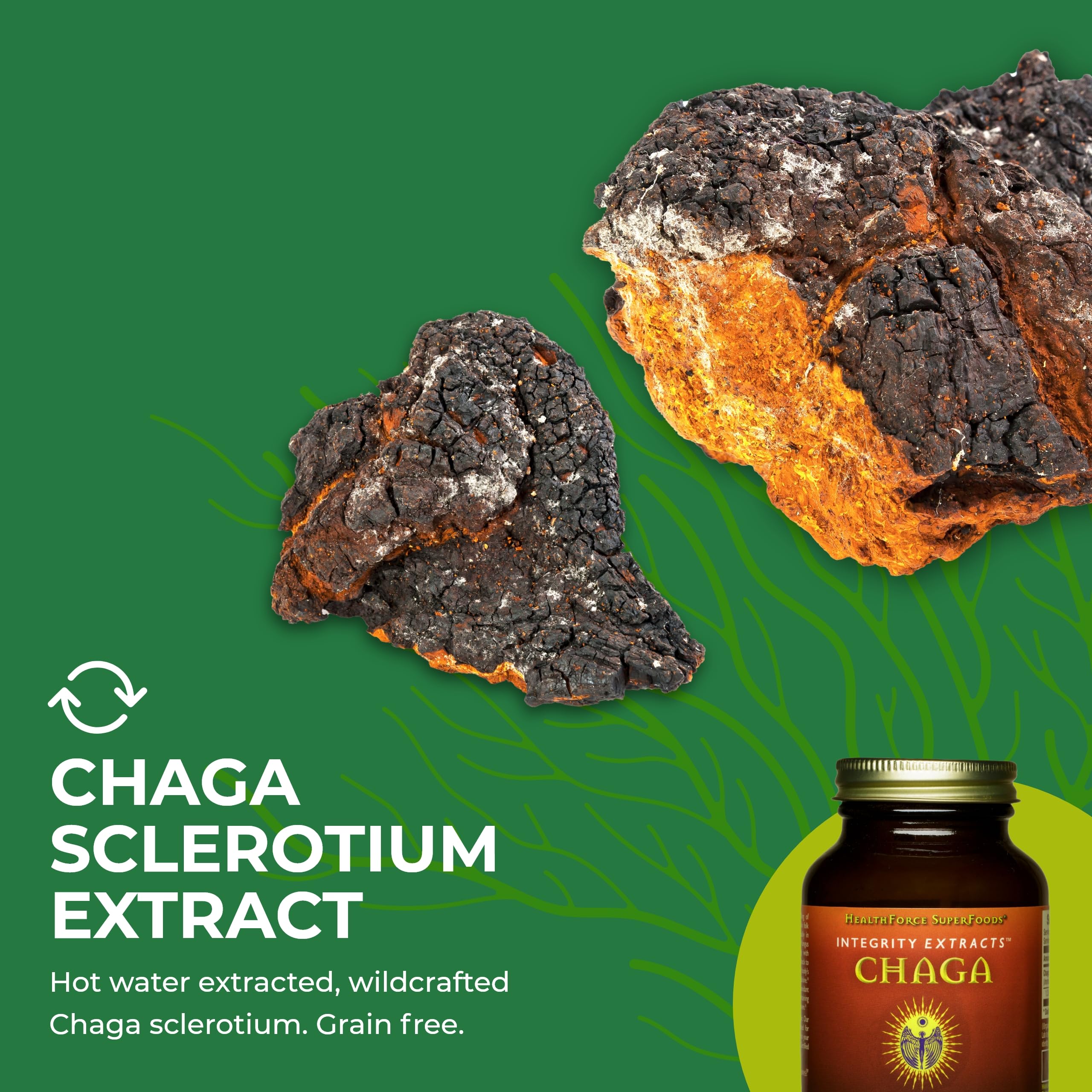 chaga mushrooms in herbal remedies