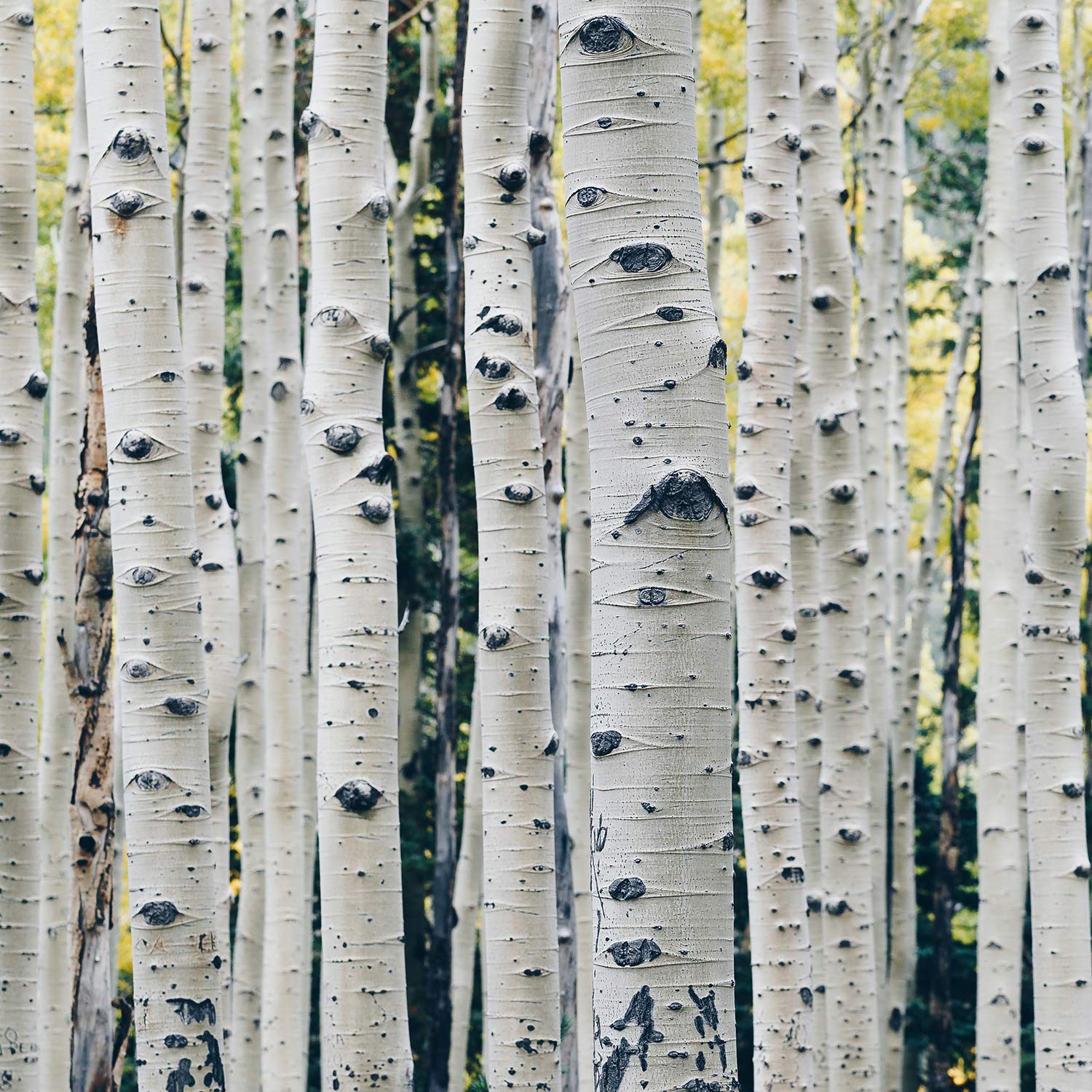 Chaga powder for natural healing
