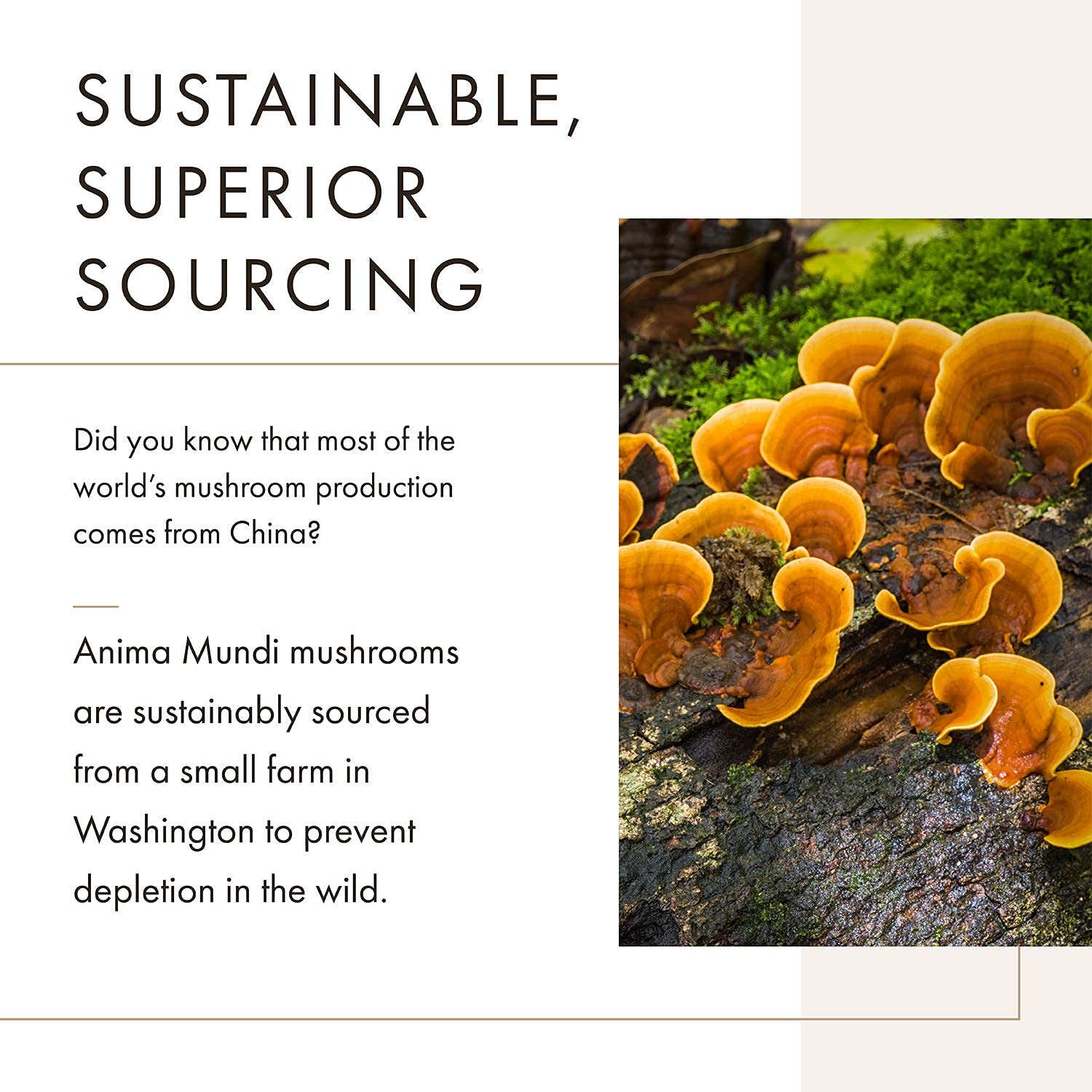 chaga powder for tea recipes