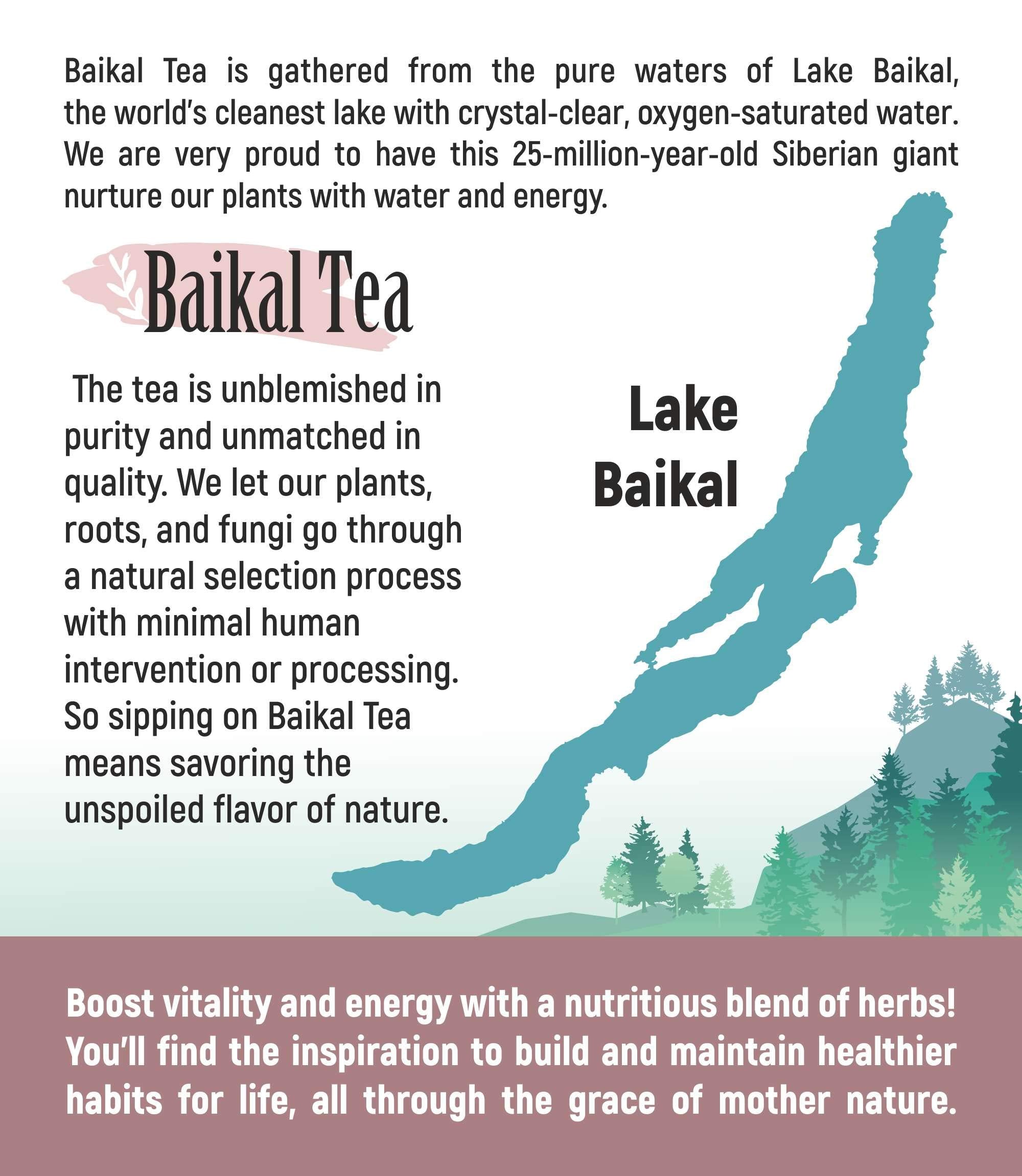 chaga tea for immune health