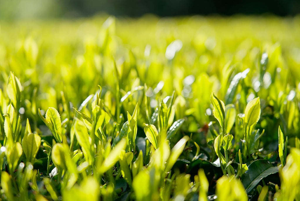 Chakoji tea for digestive health
