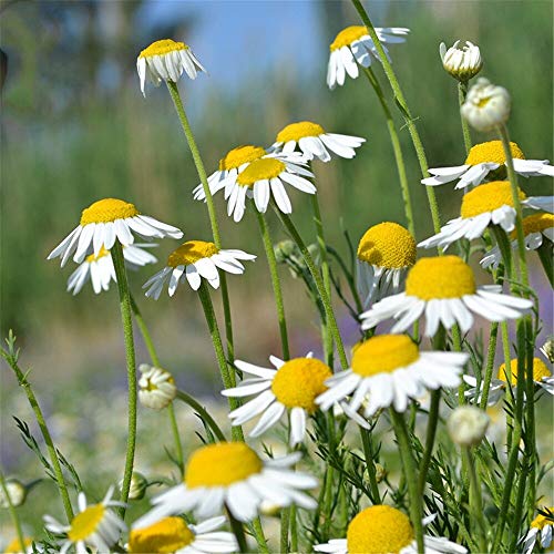 chamomile flowers for herbal supplements
