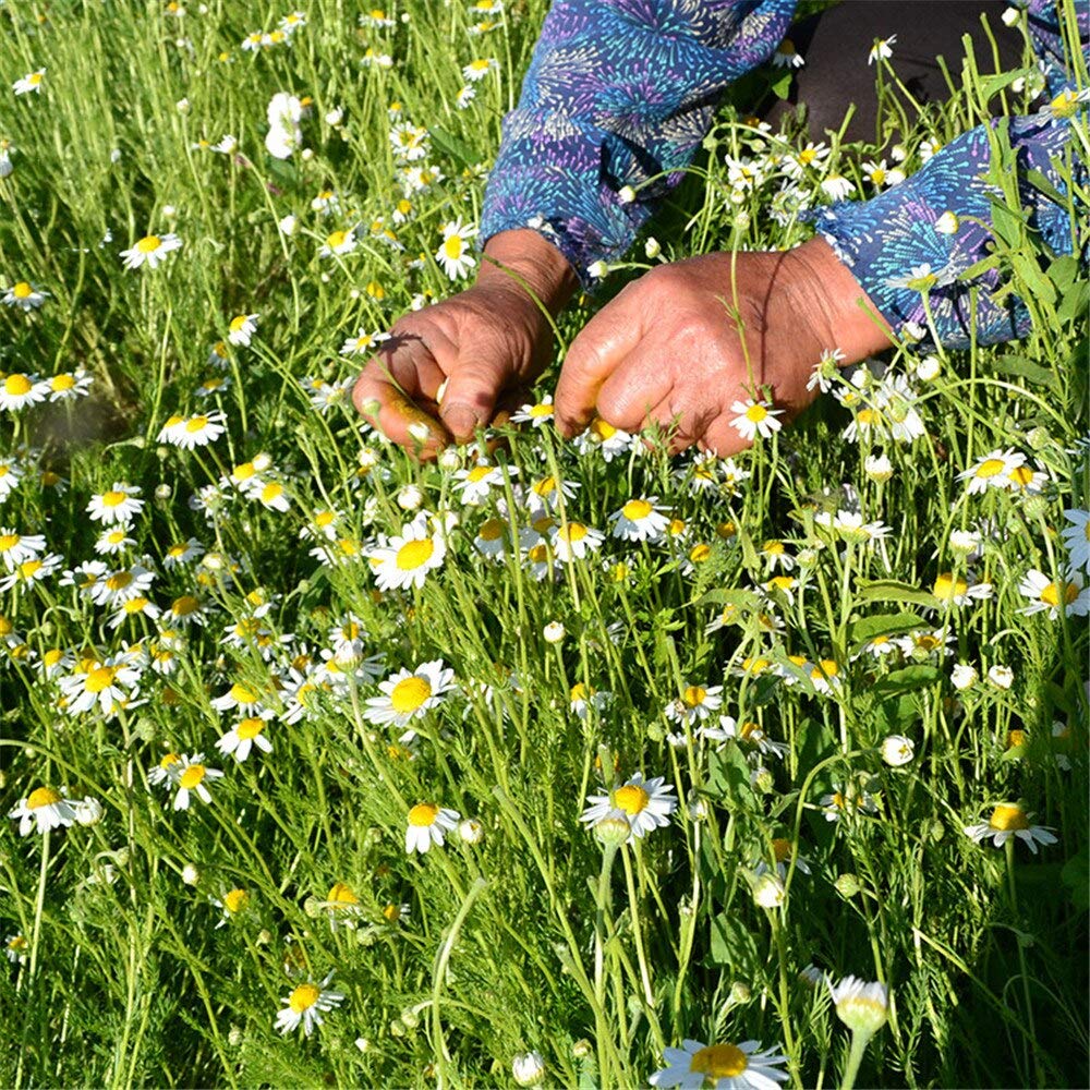 chamomile flowers for relaxing baths