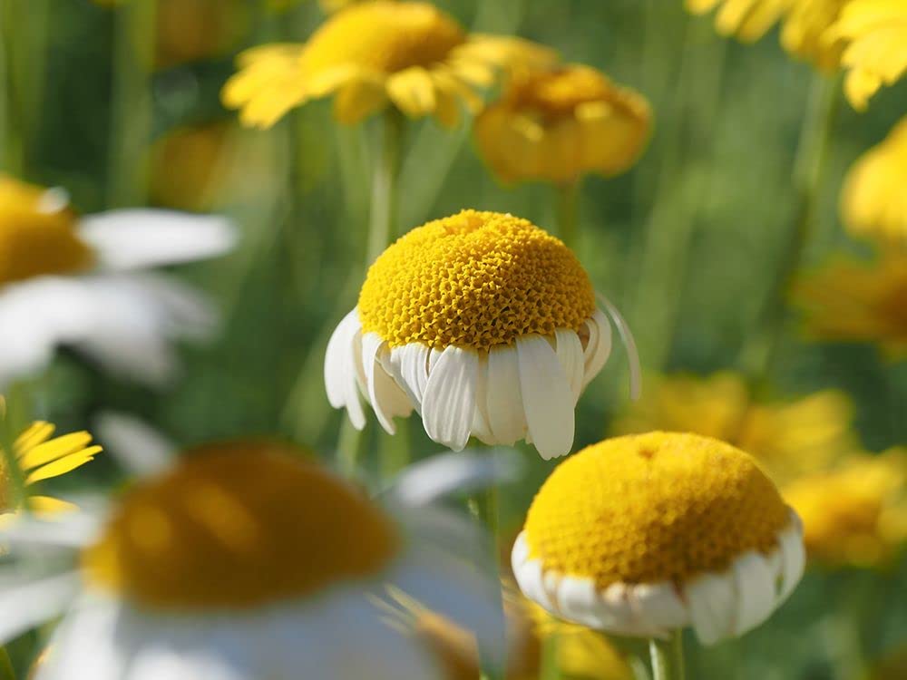 Chamomile flowers poster print art