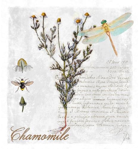 chamomile herb art for tea lovers