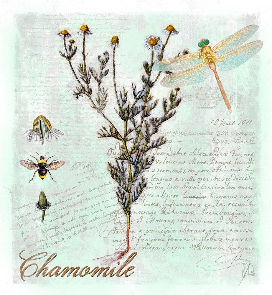 chamomile herb poster for tea lovers