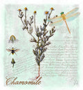 Chamomile herb poster for tea lovers