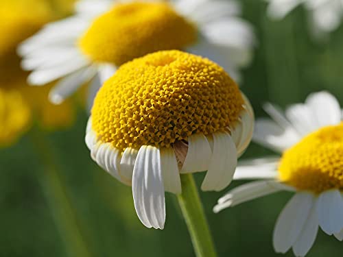chamomile poster print for tea lovers