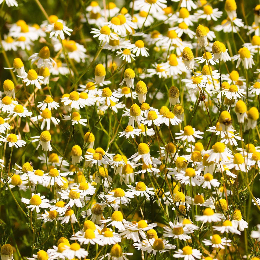 chamomile tea for soothing properties