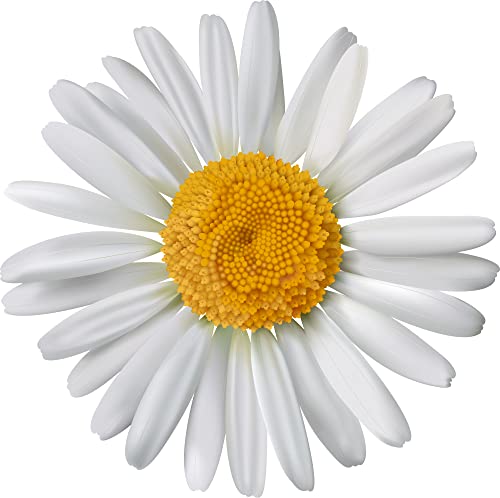 chamomile tea for sore throat relief
