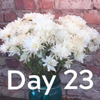Chamomile tea with 20 days freshness