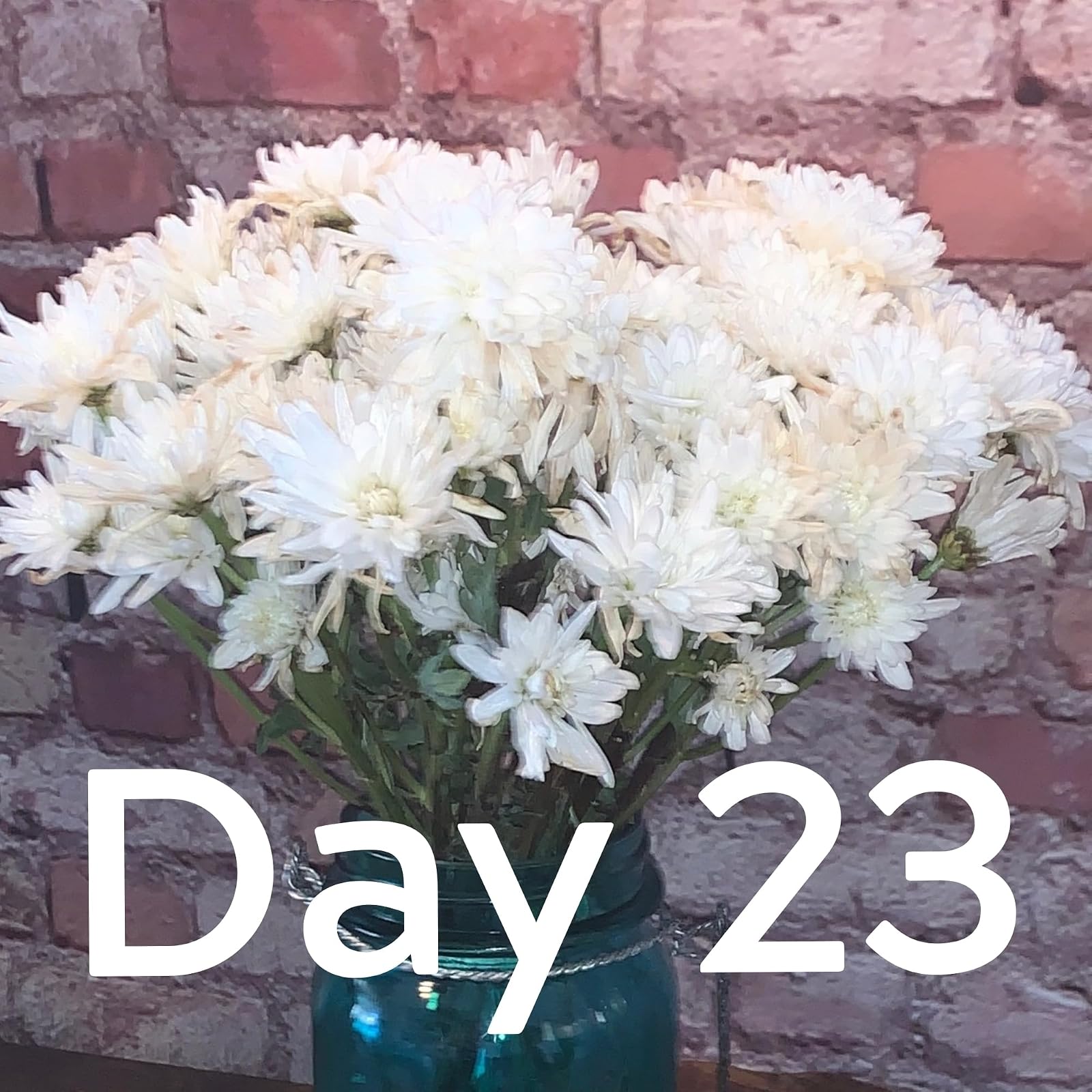 Chamomile tea with 20 days freshness
