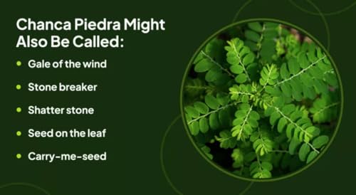Chanca Piedra benefits for urinary health