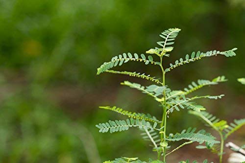 Chanca Piedra herbal remedy