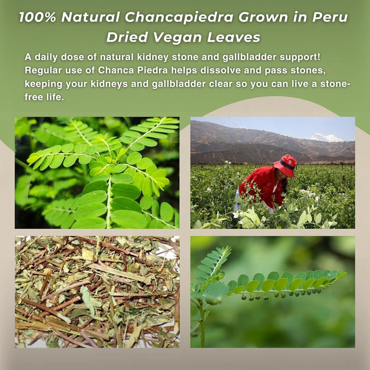 Chanca Piedra infusion for digestion