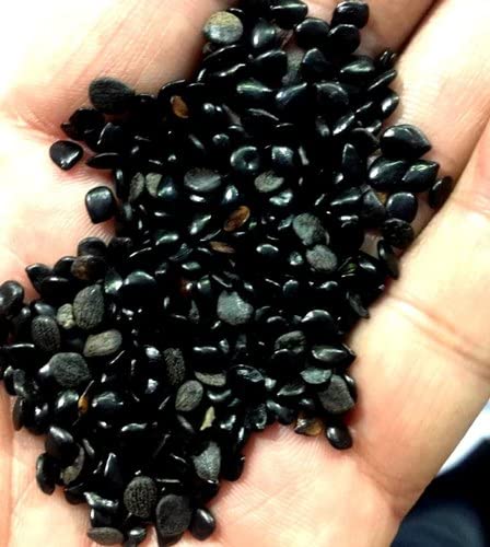 Chasku seeds powder for daily nutrition