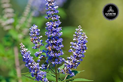Chaste tree berries for holistic wellness