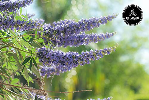 Chasteberries for everyday health boost