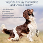 chewable CoQ10 for energy support