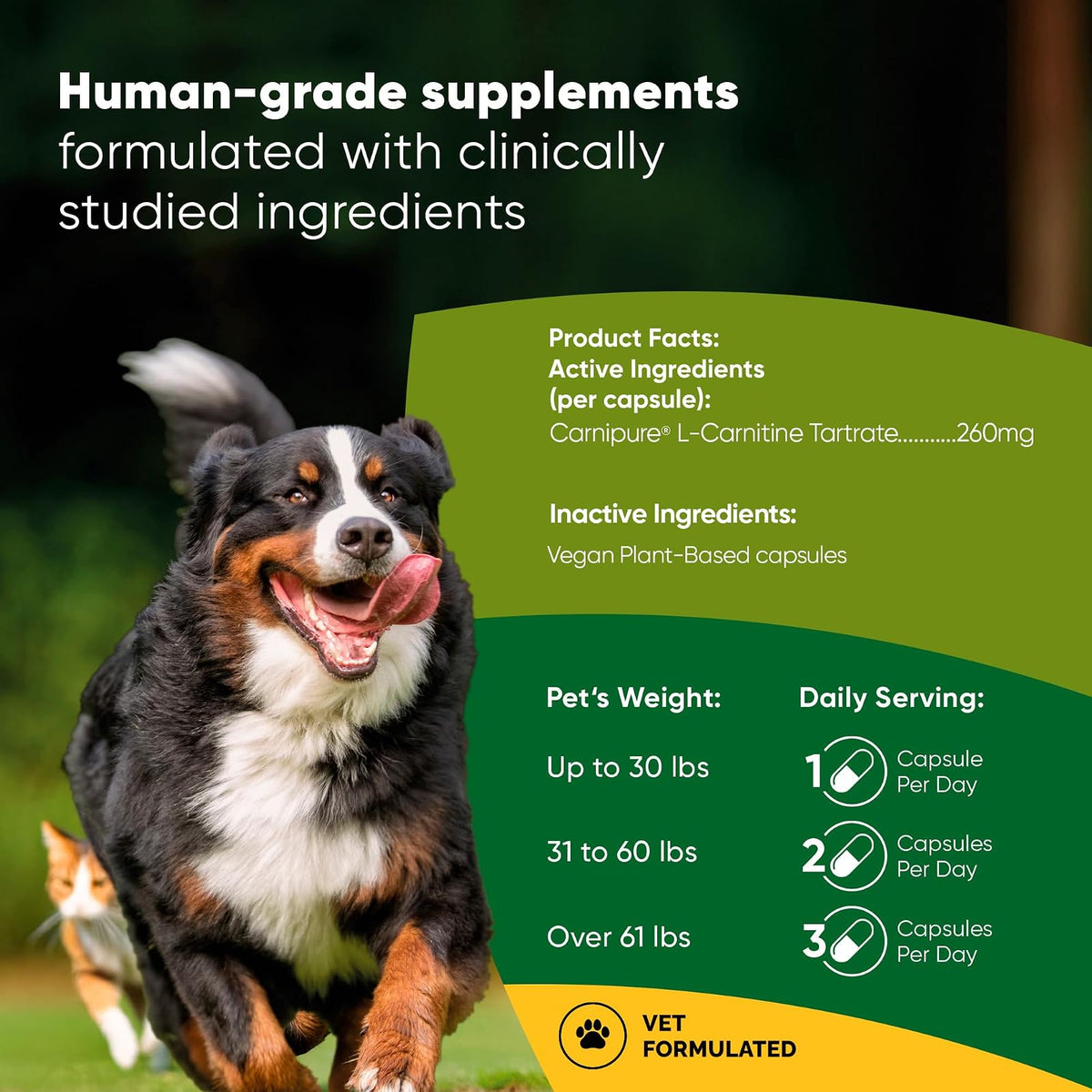 chewable L-Carnitine tablets for energy
