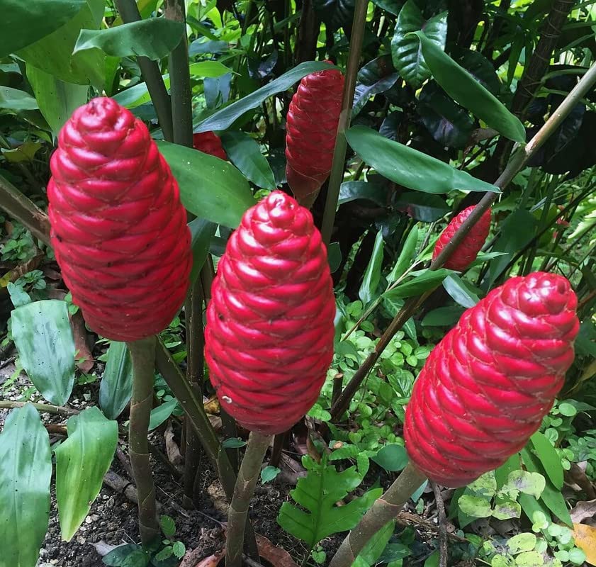 Chillax ginger rhizomes for gardening