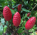 Chillax ginger rhizomes for gardening